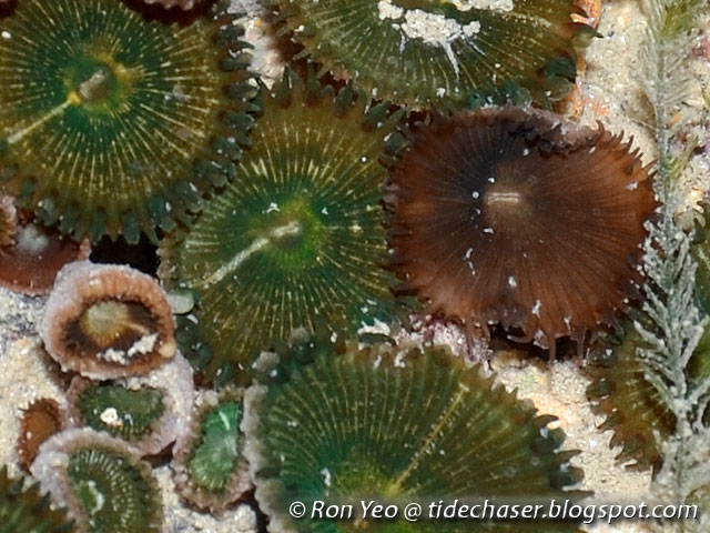 tHE tiDE cHAsER: Zoanthids or Colonial Anemones (Phylum Cnidaria: Order ...