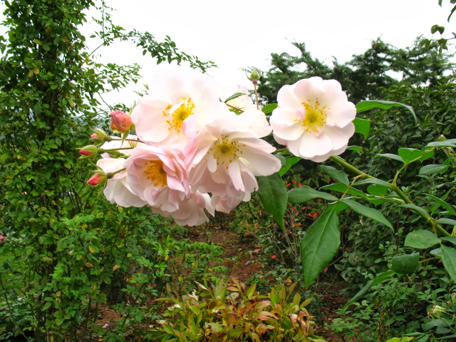 Roses du jardin Chêneland: Roses d'automne
