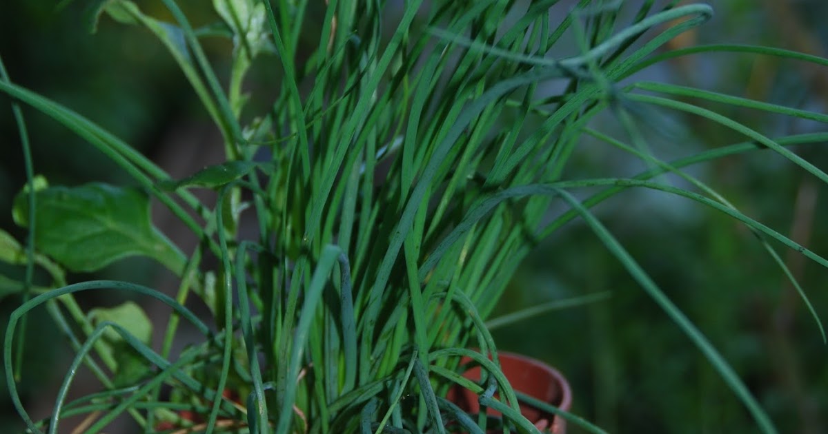 Terra e Sementes: Cebolinho