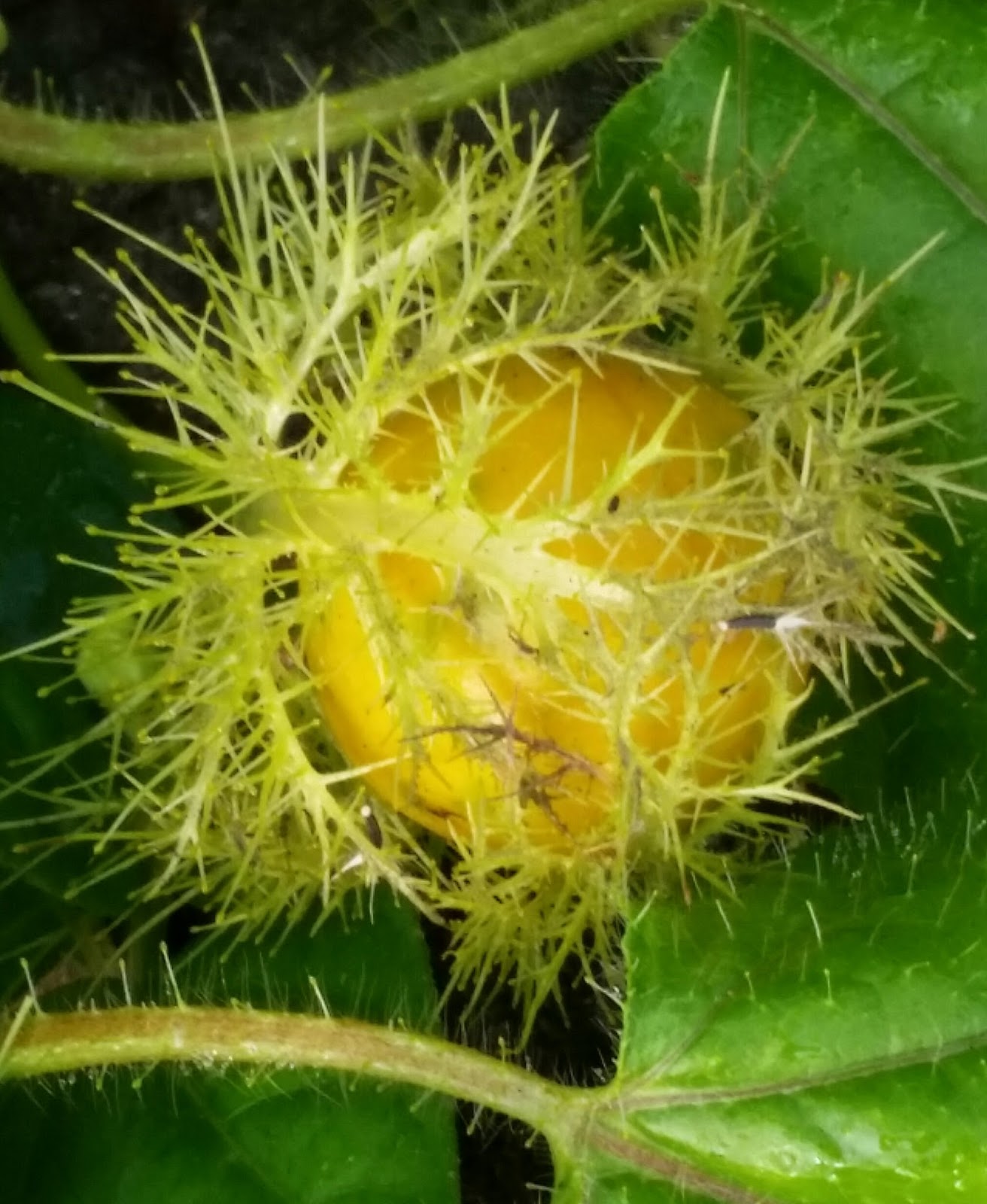 Warisan Petani: Pokok Letup-letup.