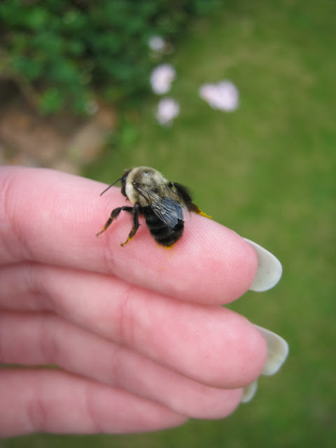 Dabbling, Incorporated.: Warm Up the Chilly Bees!