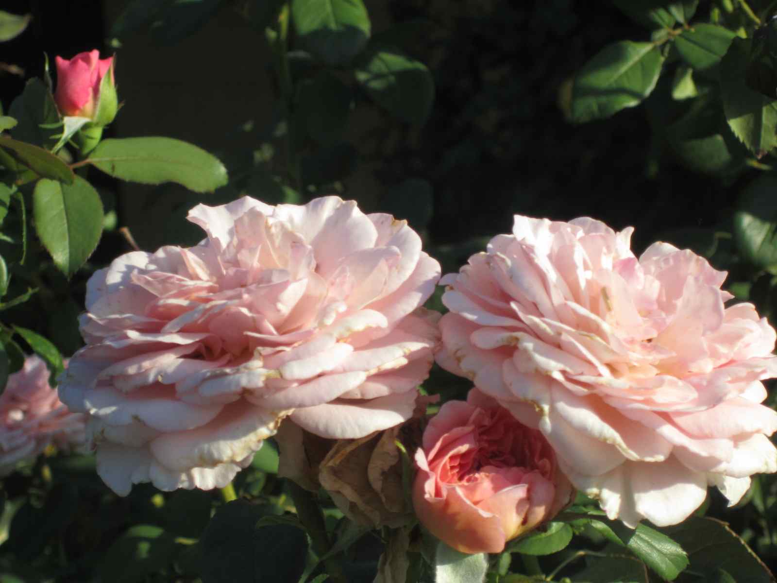 Roses and Other Gardening Joys: I Take It Back!