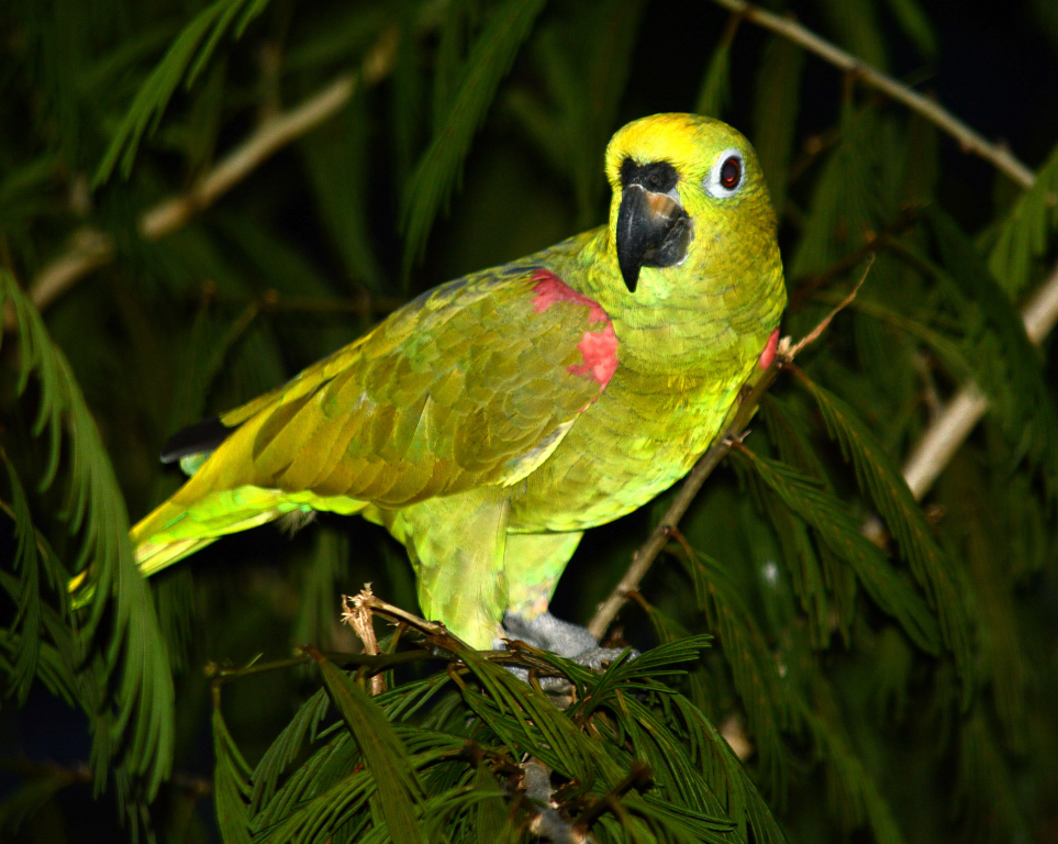 TRAS EL VUELO DE LAS AVES: NATURALEZA COLOMBIANA ( DEPARTAMENTO DEL META )