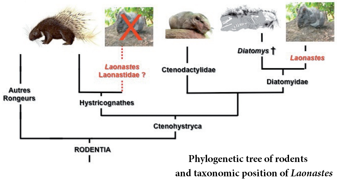 Species New to Science: [Mammalogy • 2011] Laonastes aenigmamus | an ...