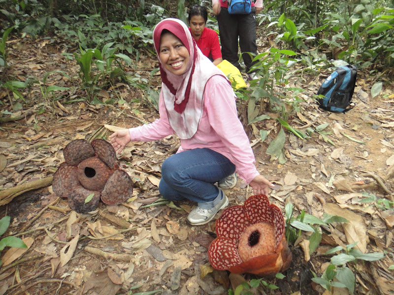 Taking the path less travelled ...: XPDC Rafflesia at Ulu Geroh, Gopeng ...