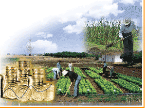 Agroecología: ECONOMIA