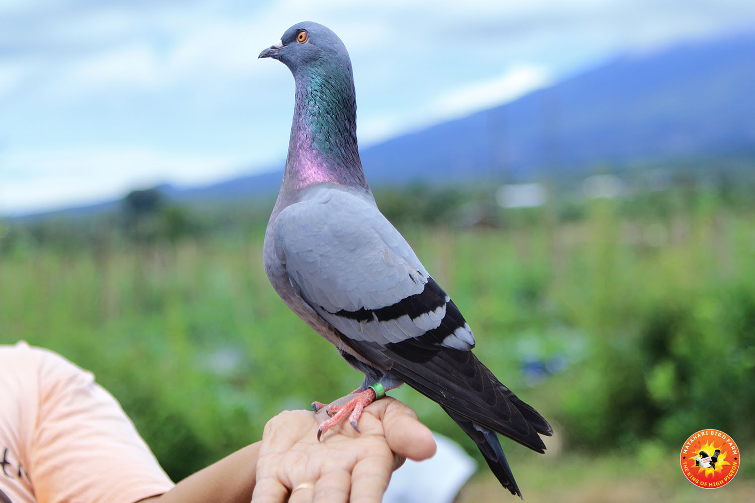 BAHAS MERPATI: Ciri Burung Merpati Tinggian yang Berkualitas Bagus.
