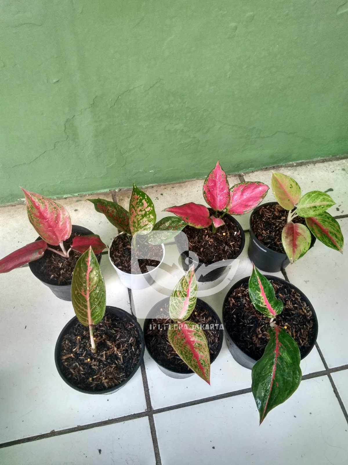 Jual beli Tanaman aglaonema 2017: bunga