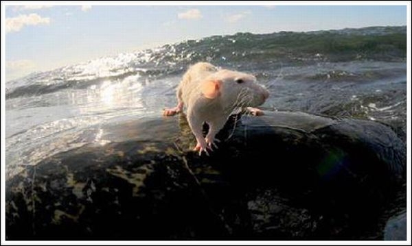 Cool & Krazzy: The Amazing Rat - Jet-skiing Photography