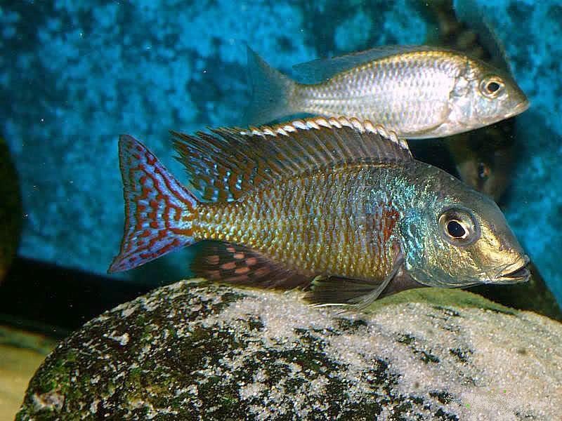 Artes de Pesca: LOS CICHLIDAE 23ª