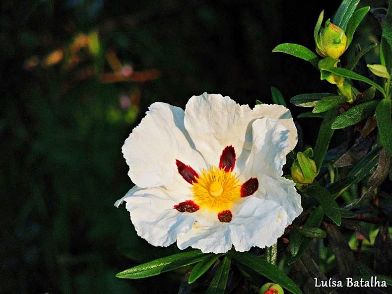 Viajar de Mochila às Costas: Flor de esteva