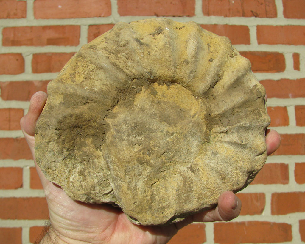 Views of the Mahantango: Mortoniceras sp. ammonite from the Duck Creek ...