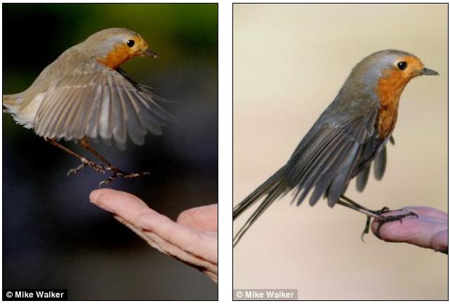 dailypetfwd: A bird in the hand: Photographer gets close-up as tame ...