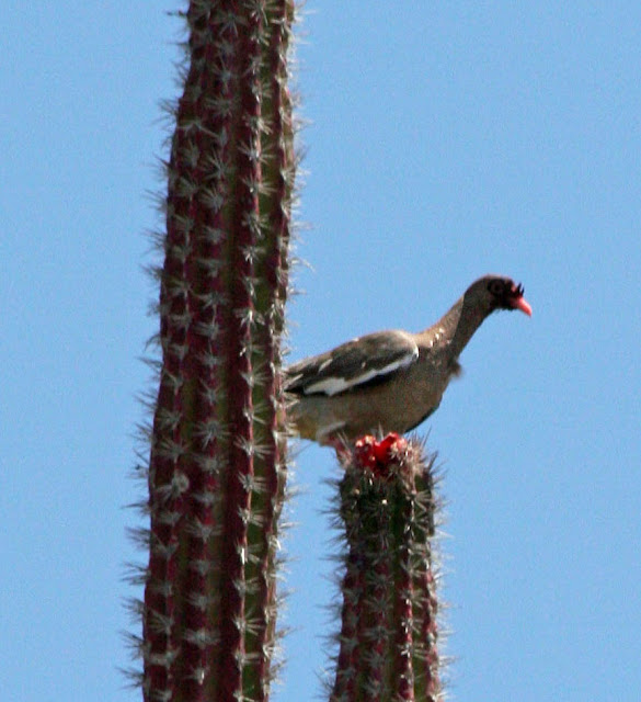 Room Without Walls: Long Journeys Begin with the First Whup.