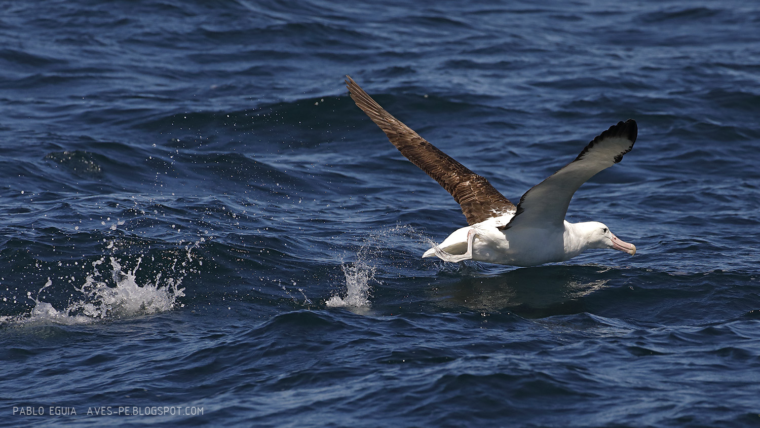 mis fotos de aves: Diomedea sanfordi Albatros Real del Norte Northern ...