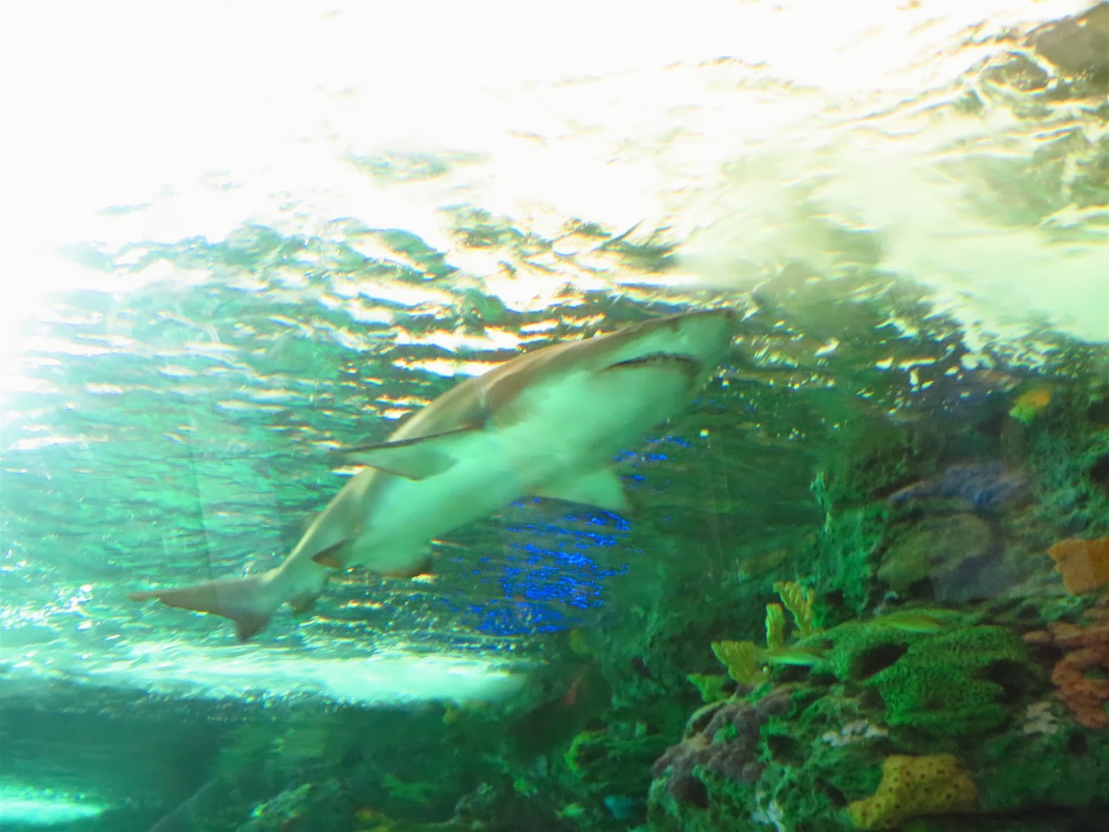 The World of Gord: Sharks at Ripleys Aquarium of Canada