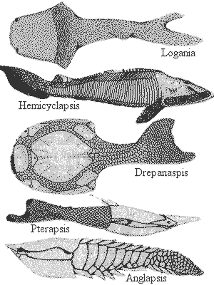 Ciencias de Joseleg: El cráneo de los peces sin mandíbula