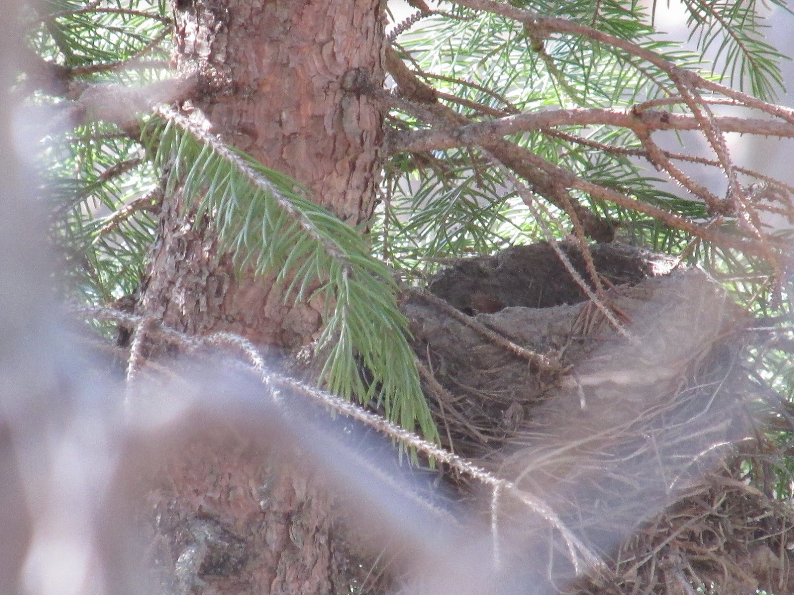 Grandma Pearl's Backporch: A Walk in the Woods in New York State in ...