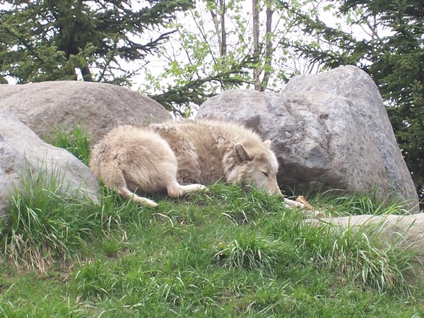 Abe's Animals: Pictures of Japanese wolves alive in color