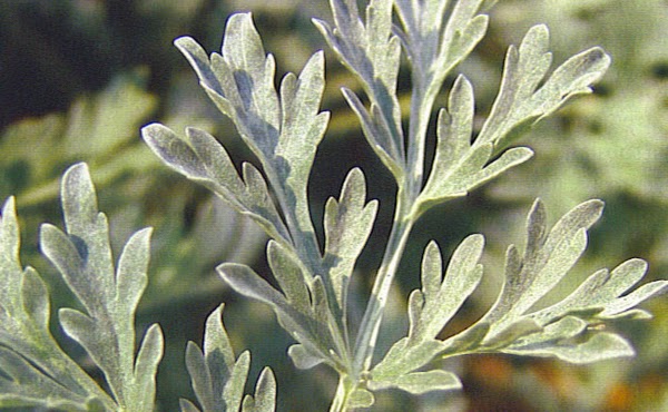 Agronomia Unipac 4ºperiodo: Propriedades e benefícios da losna