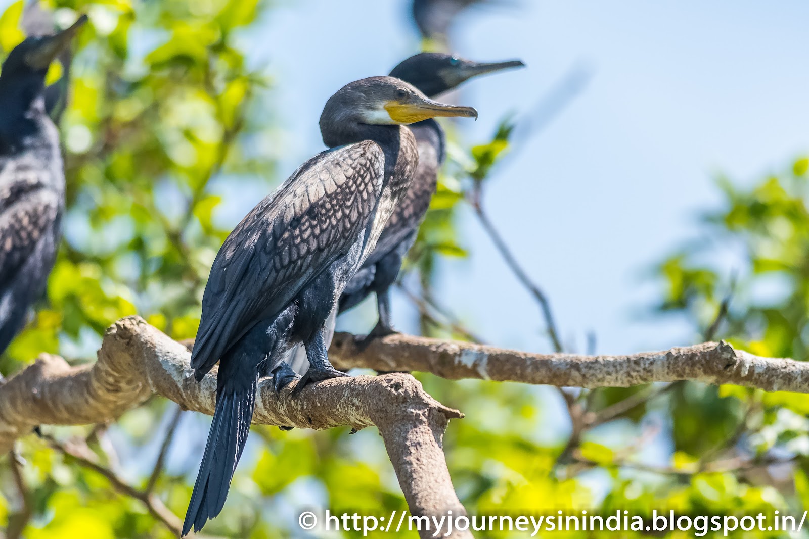 My Journeys In India: Ranganathittu Bird Sanctuary Photo Feature