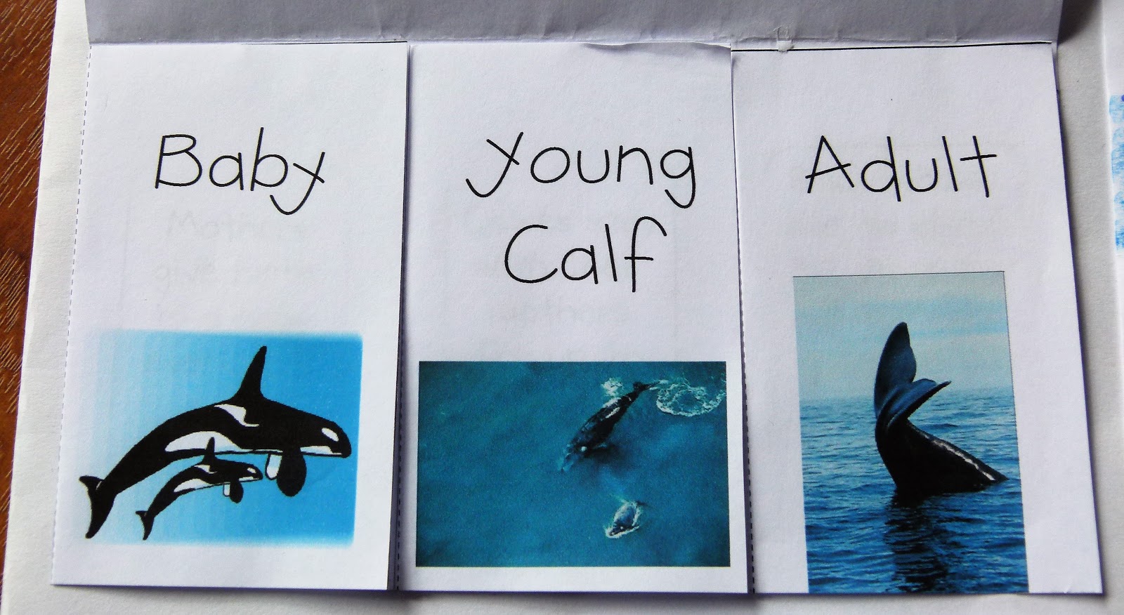 Lapbook: Wieloryby - Whales