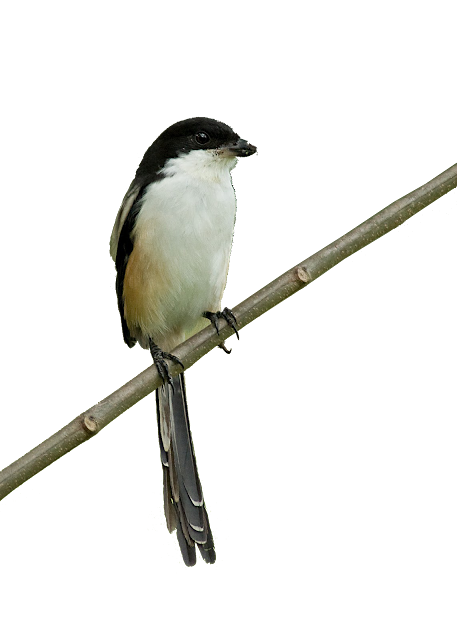 Gambar Burung Cendet (Pentet) Png