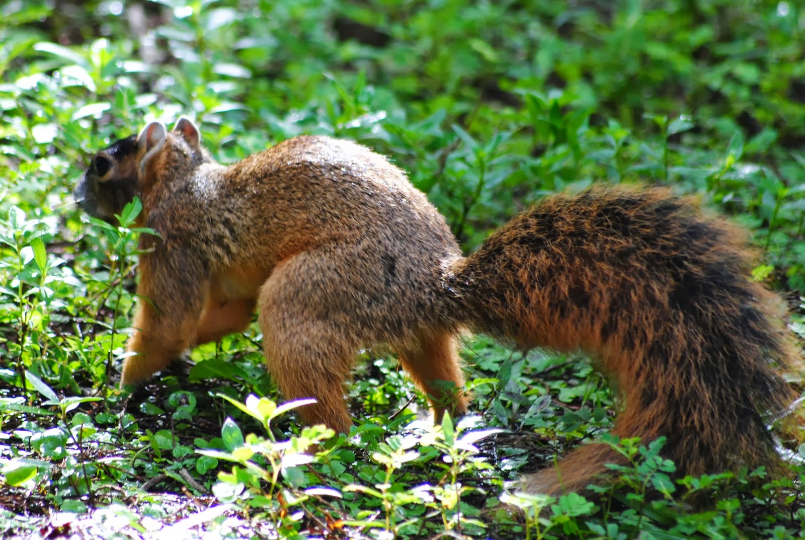 Field Notes and Photos: Big Cypress Fox Squirrel (Sciurus niger avicennia)