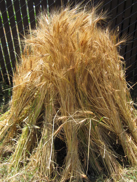 One Acre Farm: Planting and Harvesting Wheat by Hand