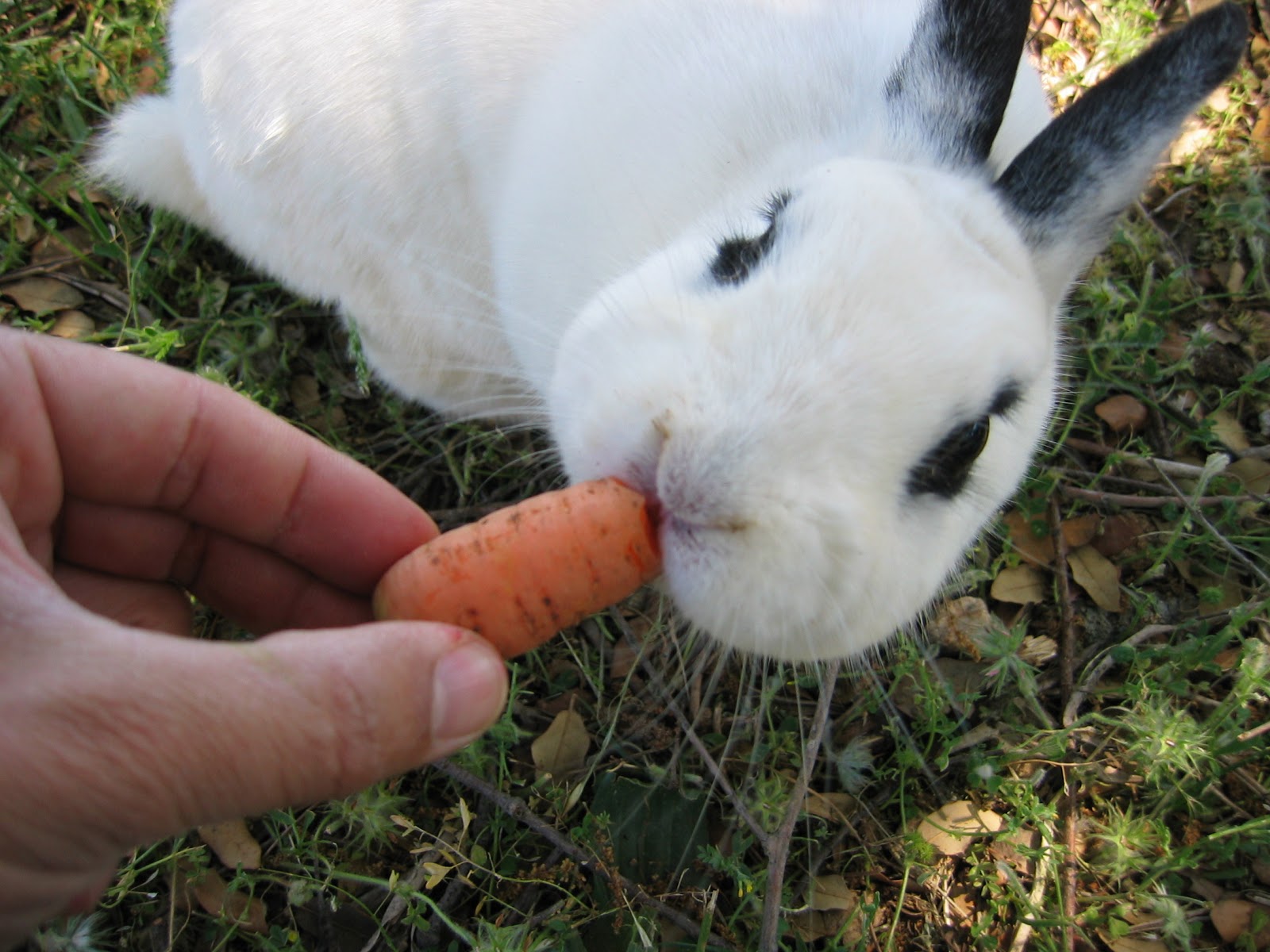 EL HUERTO DE CHOLO MORATALLA: LA HISTORIA DE PANDA