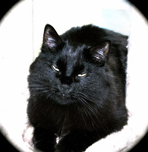 Cat and DOG Chat With Caren: Book Review and Give-Away! The Case of the ...