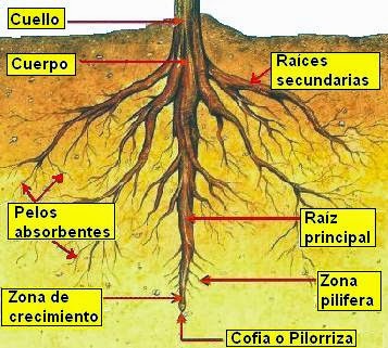 EL RINCON DE UN JARDIN: LA RAÍZ
