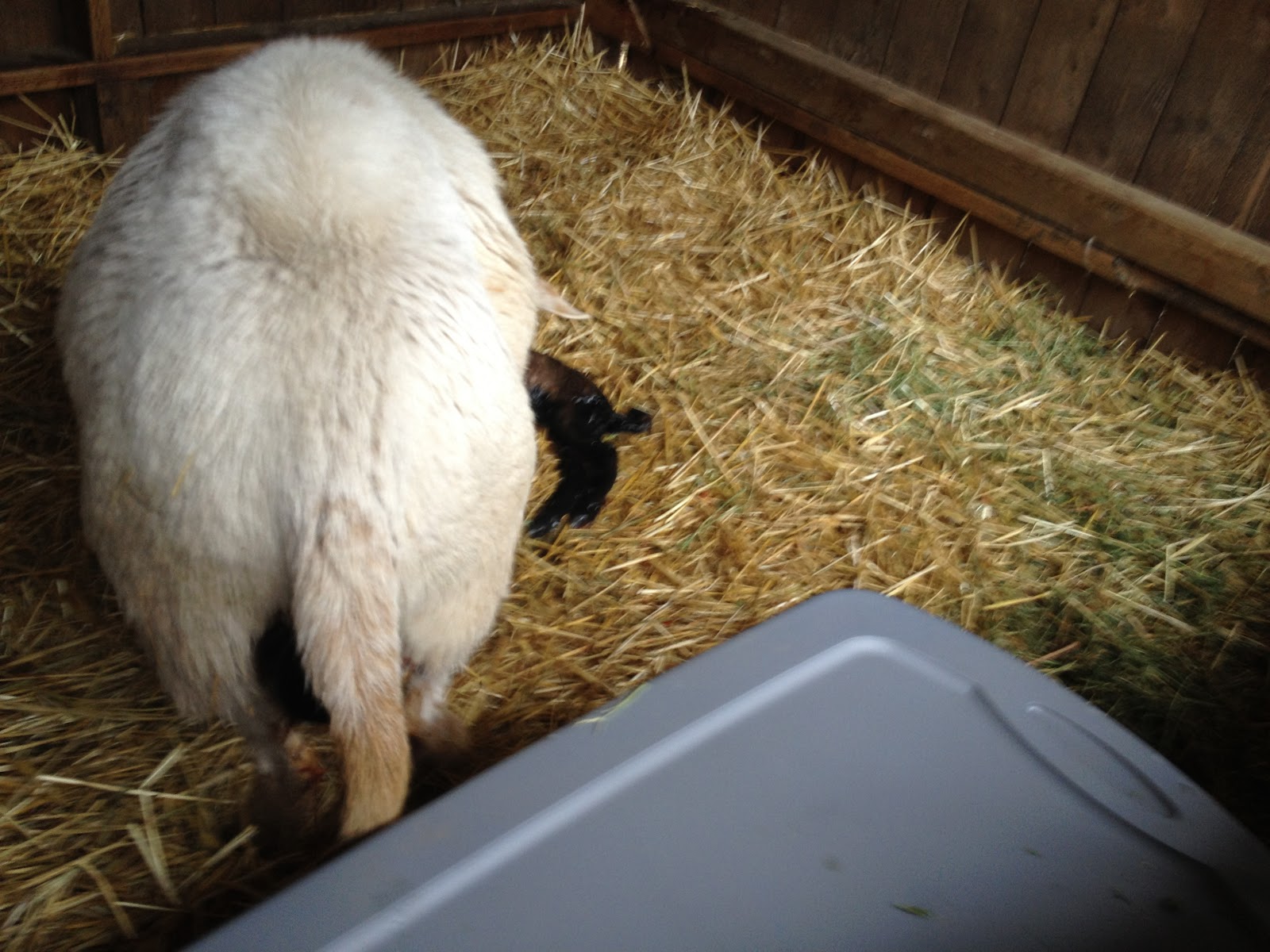 BCxFour: Birth of a Lamb