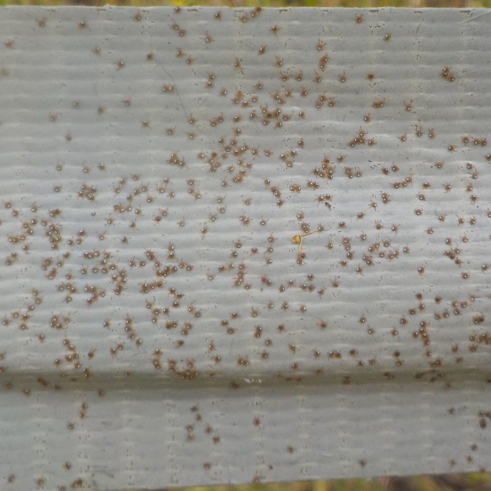 List 103+ Pictures Seed Ticks On Humans Pictures Updated