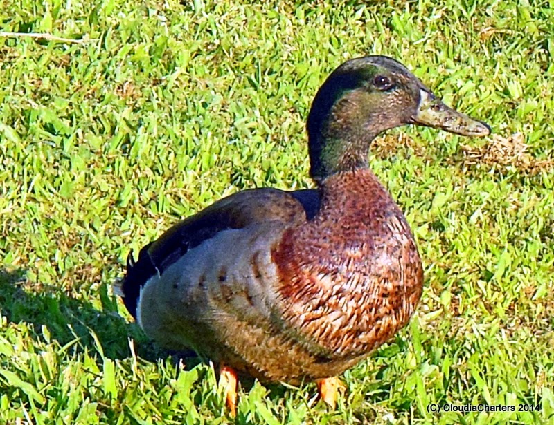 Comfort Spiral: Duck Duke