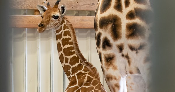Hasani the giraffe receives a name and some new custom-made therapeutic ...