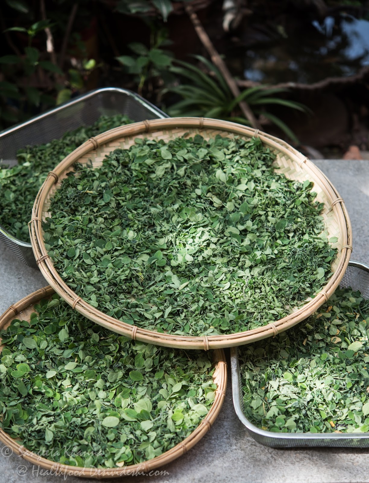 how to make drumstick (moringa) leaf powder at home and how to use it