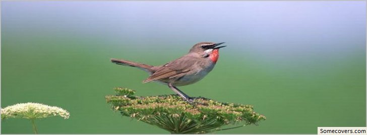 Facebook Covers Birds #2 | Facebook Covers | Timeline, cover, Photo