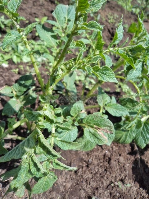 Begini Gambar Daun Tanaman Kentang Populer - Informasi Seputar Tanaman Hias