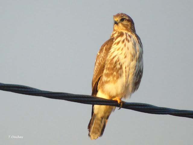 PASARI DIN ROMANIA: SORECAR COMUN, Buteo buteo