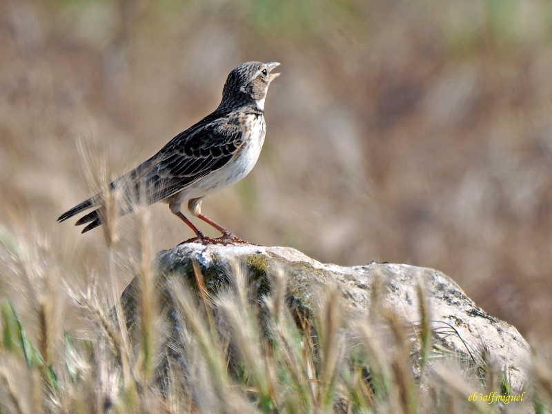 MIS AMIGAS LAS AVES: Calandria común (Melanocorypha calandra)