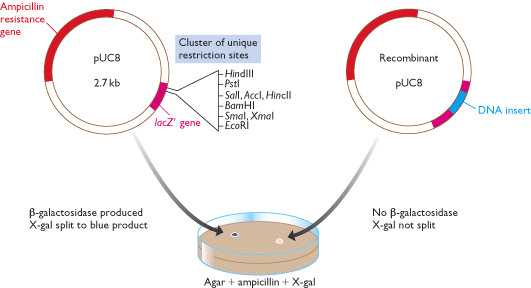 VECTORE DE CLONACION: Vectores de clonacion