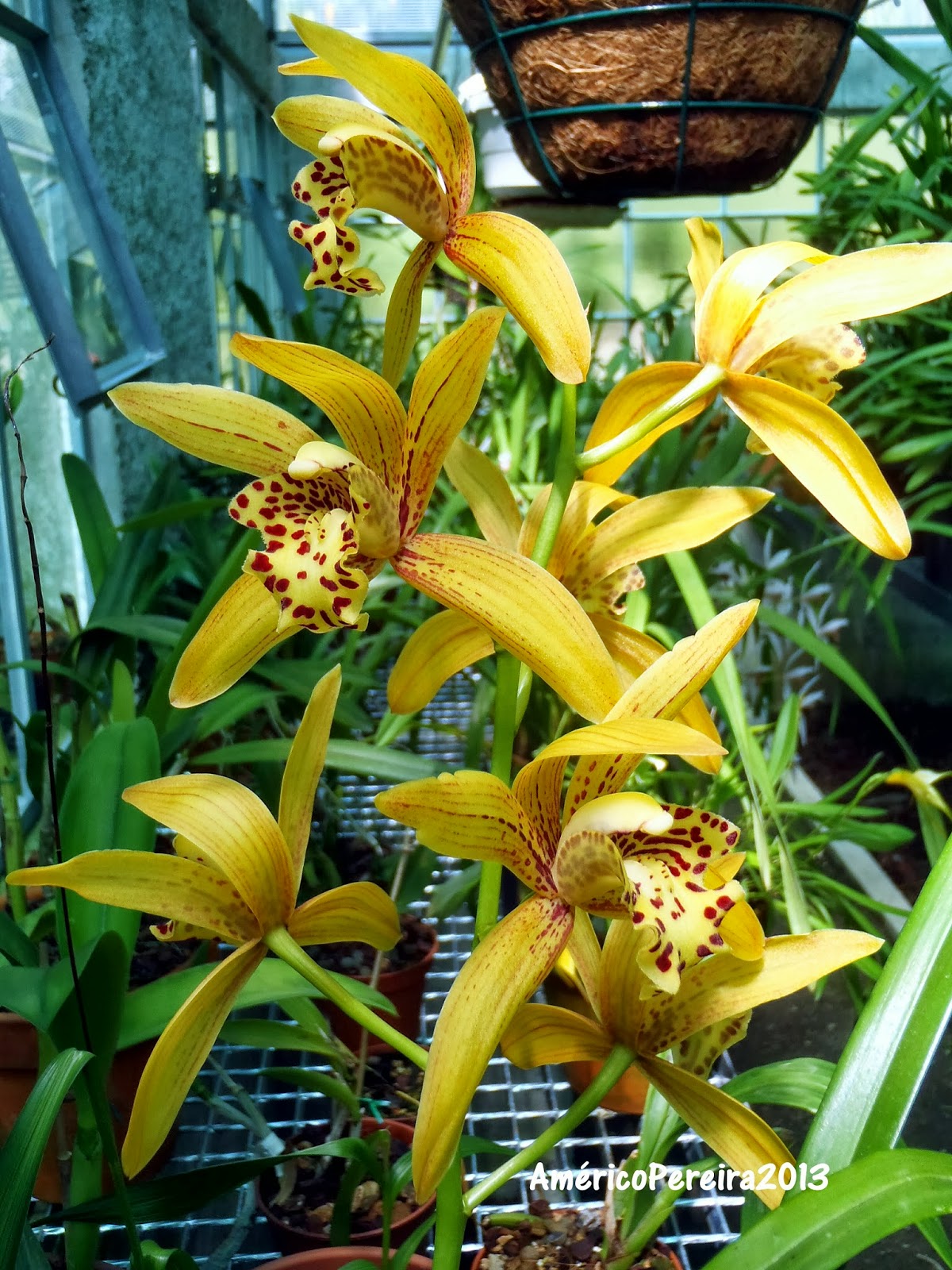 Orquídeas soltas: Cymbidium Chen's Ruby