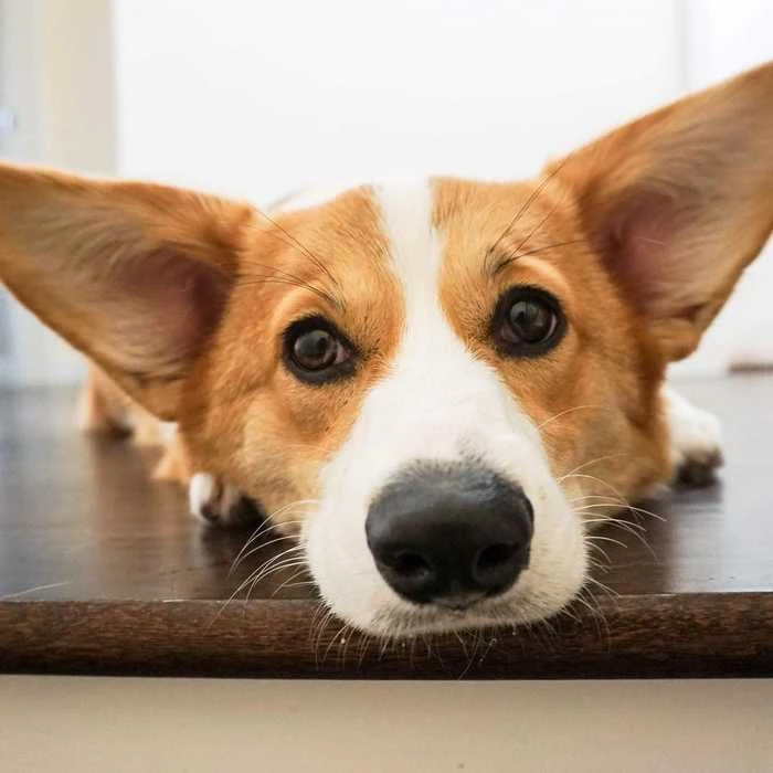 10 Fascinating Facts About Your Dog's Nose You Need to Know | DOGALYO