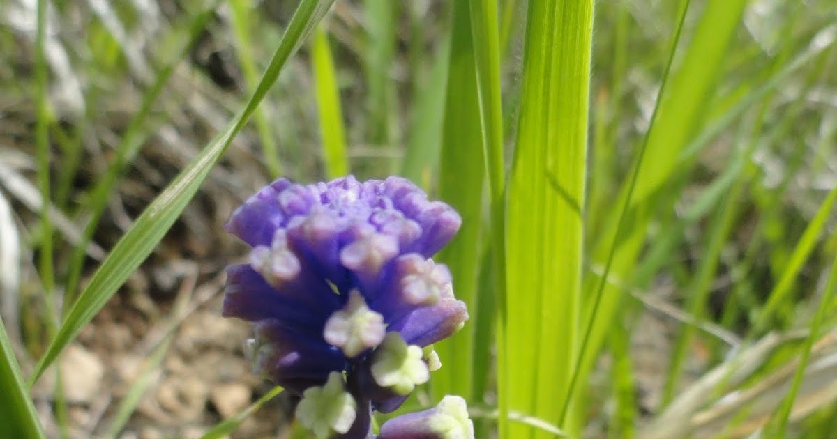 Frumusetile naturii: Ceapa salbatica (Muscari tenuiflorum)