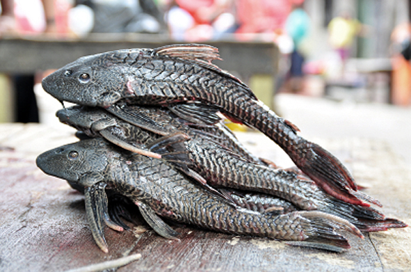 PALADAR ABSOLUTO: CAVIAR AMAZÓNICO: HUEVERA DE CARACHAMA, LAS PEPITAS ...