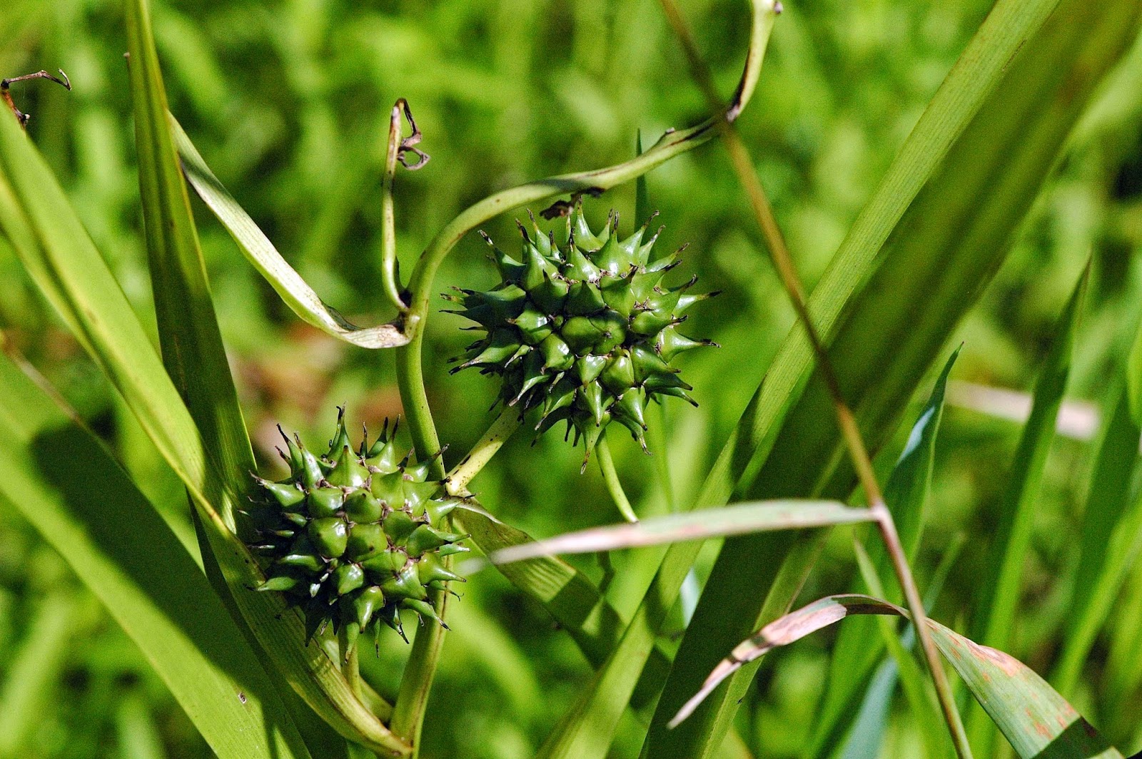 Field Biology in Southeastern Ohio: Nature Preserves: Mill Creek & Wahkeena