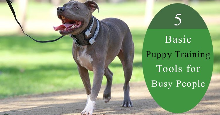 BudgetPetWorld: Five BASIC Puppy Training Tools for Busy People