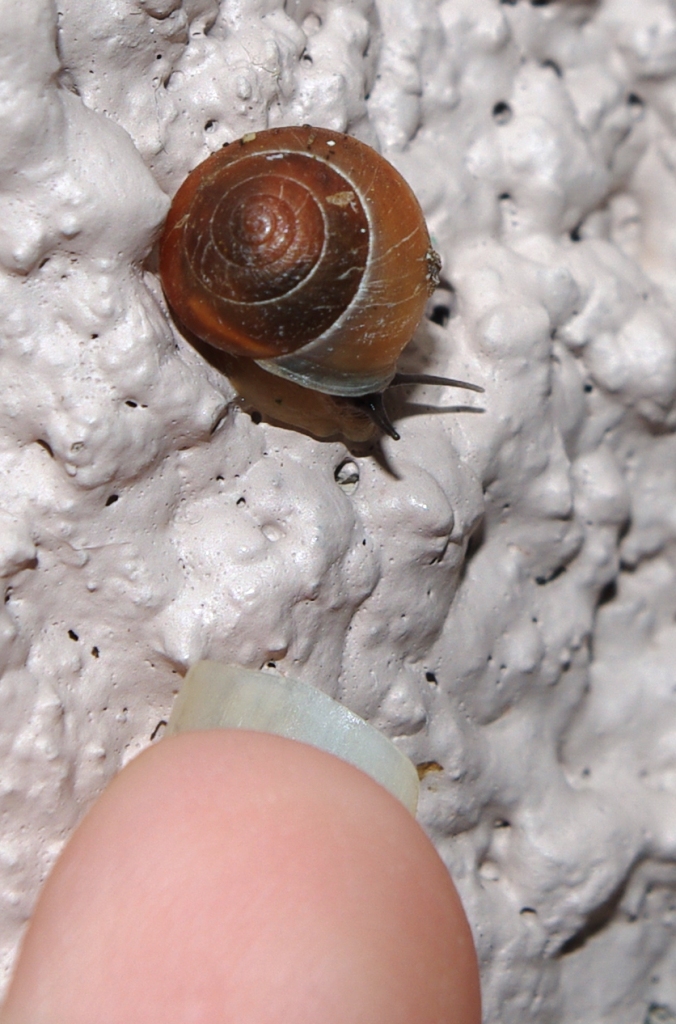 The BVIs: Basset's View of the Islands: Amalgam of Animals