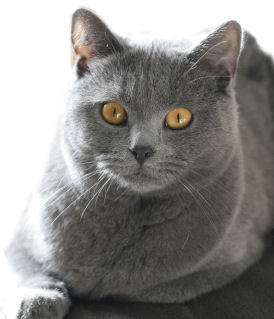 Les chats: Le Chartreux